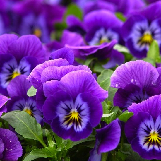 8. LA TRASCENDENZA DEL VIOLA - Meditazione Cromatica