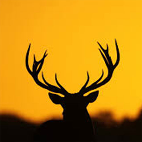 29. CATTURARE LA CERVA DI CERINEA - Meditazione Cromatica